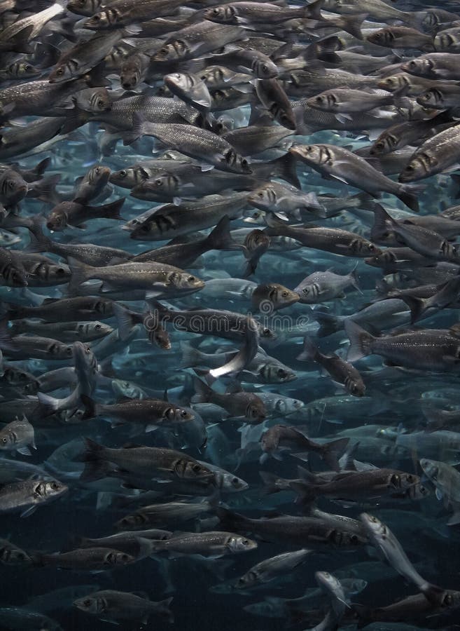 The chaos of a fish swarm stock image. Image of swim - 171493287