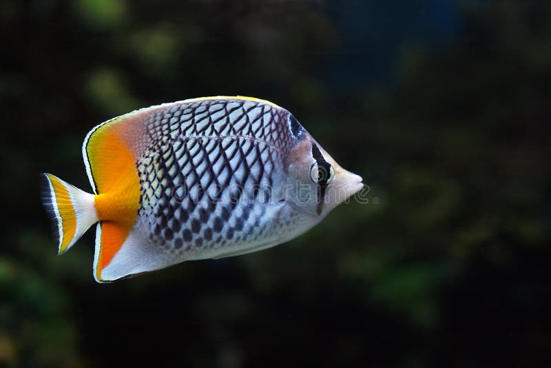 Fische 10 stockbild. Bild von tropisch, flosse, fische - 2413907