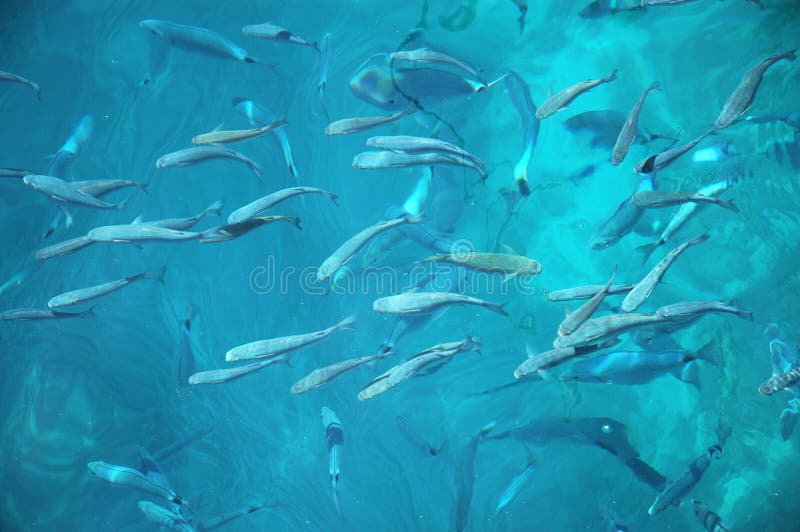 Fische Im Adriatischen Meer Stockbild - Bild von adria, fische: 827047