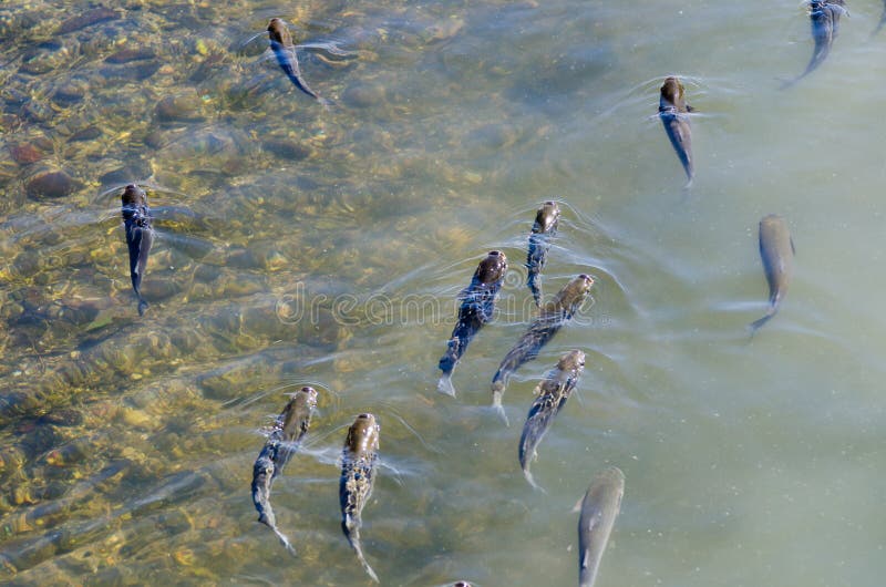 Fische im Fluss stockbild. Bild von meer, teich, fauna - 47001985