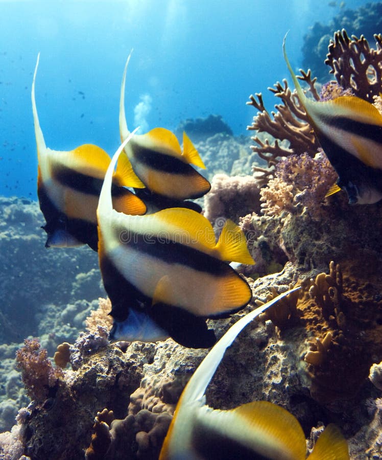 Bunte Fische Im Roten Meer Archivbilder - Abgabe des Download-236 geben ...