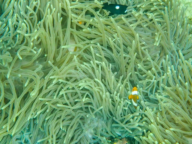Nemo-Fische stockfoto. Bild von nave, aquarium, fische - 116607512 Nemo-Fische stockfoto. Bild von nave, aquarium, fische - 116607512