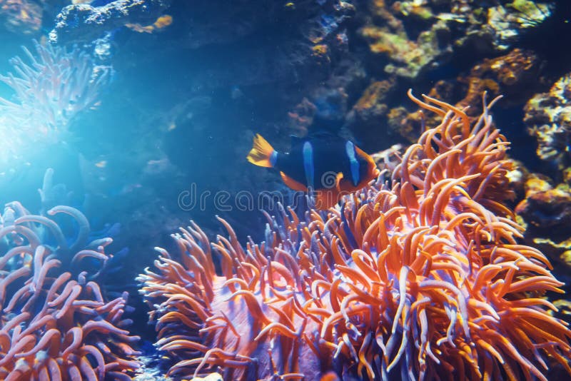 Fische Und Polypen Mit Korallen Im Aquarium Stockfoto - Bild von ...