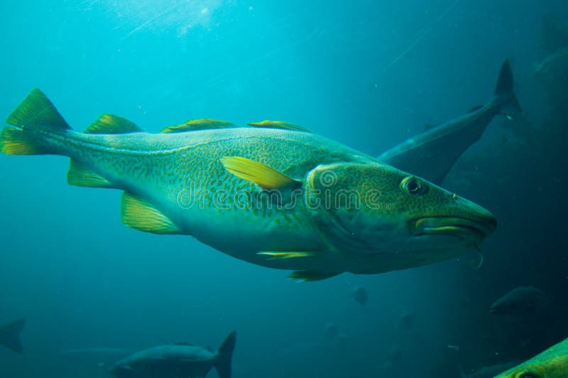 Monsterfische Unterwasser stockfoto. Bild von marine, fjord - 3868638