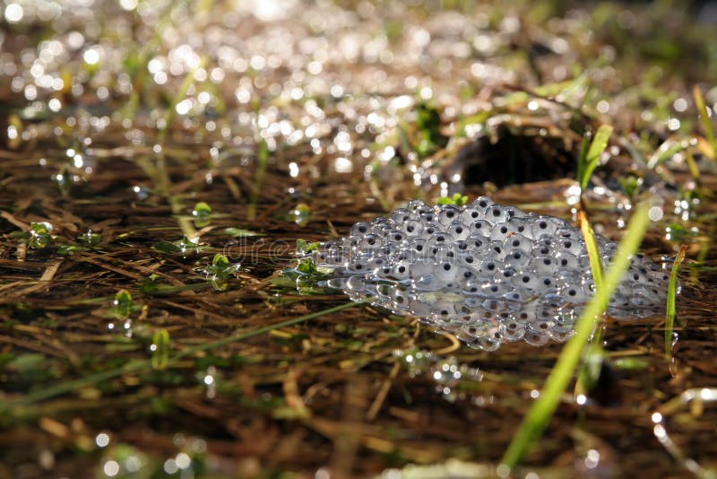 6,173 Fischeier Fotos - Kostenlose und Royalty-Free Stock-Fotos von ...