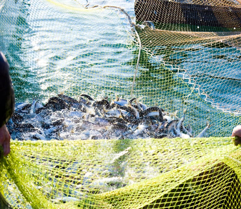 Fischernetz mit Fischen stockbild. Bild von frischwasser - 52678685