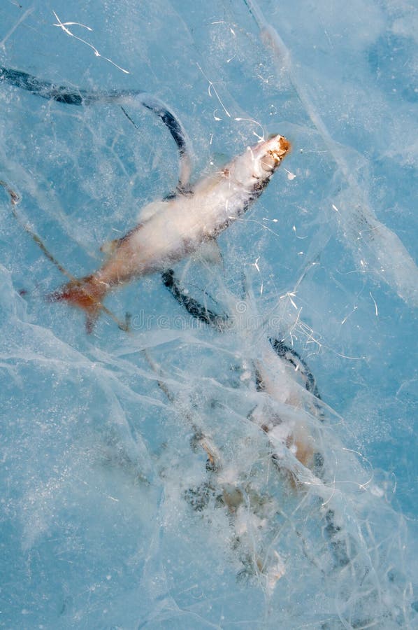 Fische eingefroren im Eis stockbild. Bild von fleisch - 18782411