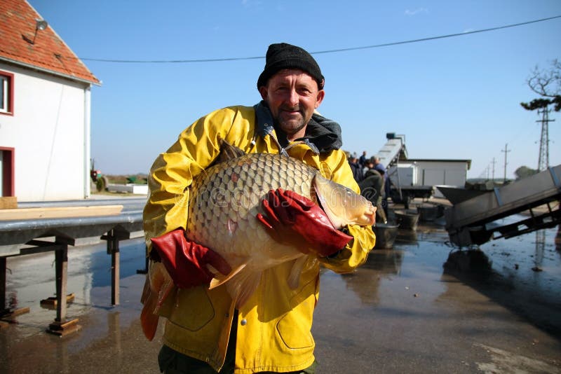 Fischer Holding Ein Großer Fisch Stockbild - Bild von kommerziell ...