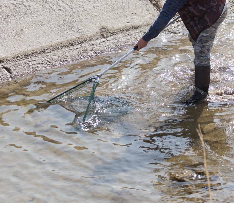Fischerei Mit Einem Netz Im Fluss Stockbild - Bild von jagd, teich ...