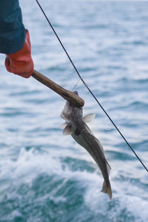 Langleinen-Fischerei-Haken stockfoto. Bild von bali, indonesien - 34631744