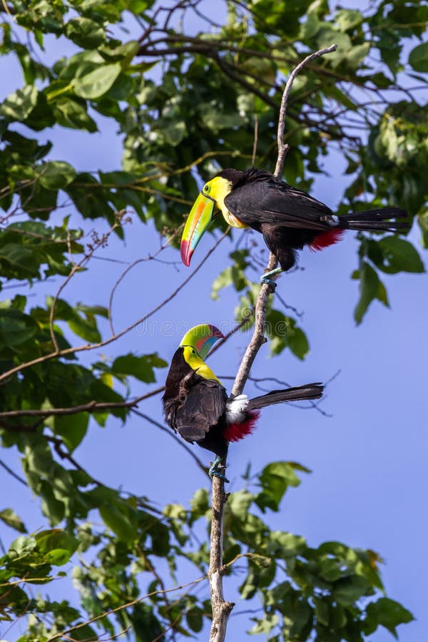 Fischertukan Ramphastos-sulfuratus Stockbild - Bild von erkunden ...