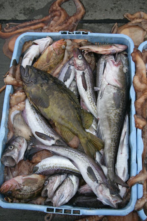 Fischfang stockbild. Bild von kommerziell, schleppnetzfischer - 36180543