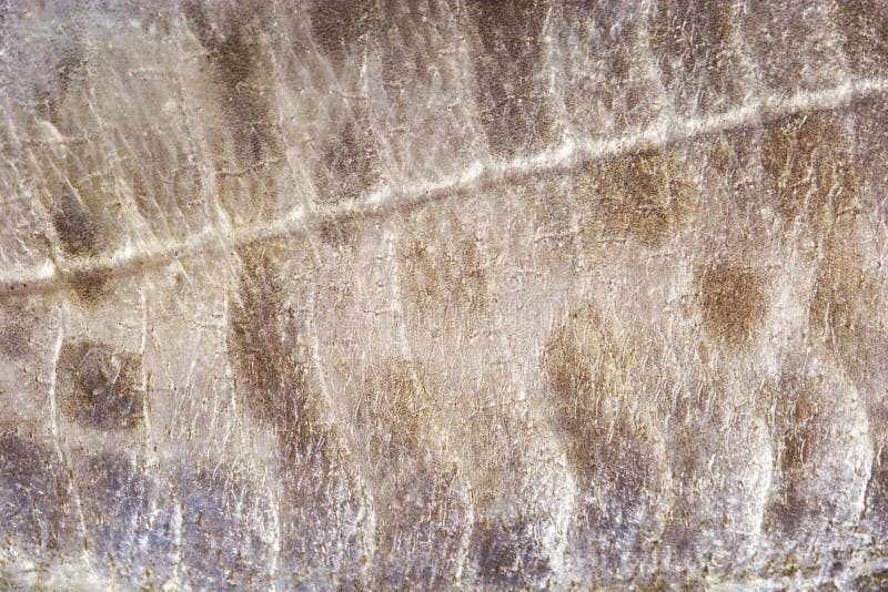 Makro der Fischhaut stockbild. Bild von nahaufnahme, wildnis - 11391033