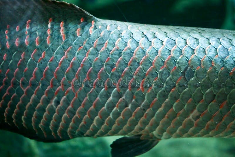 Fischschuppe Mit Dornschleuder Stockbild - Bild von grau ...