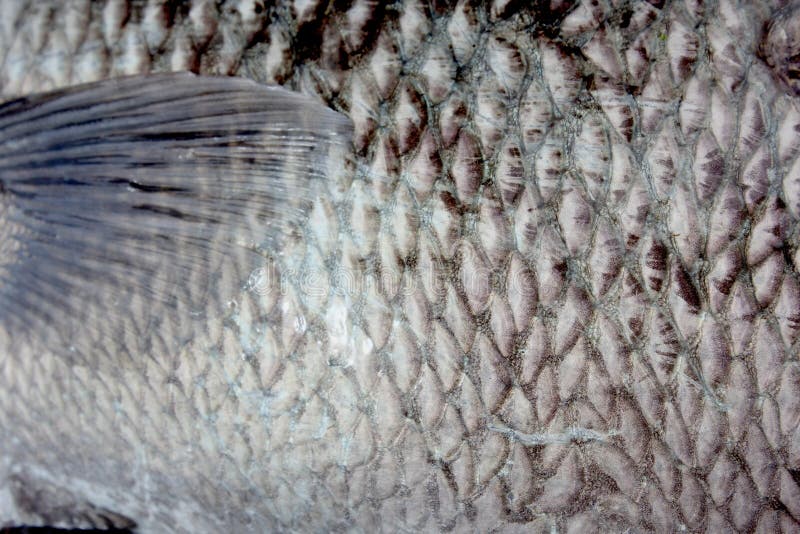 Fischschuppen U. Flosse Sweetlip Stockfoto - Bild von natalia ...
