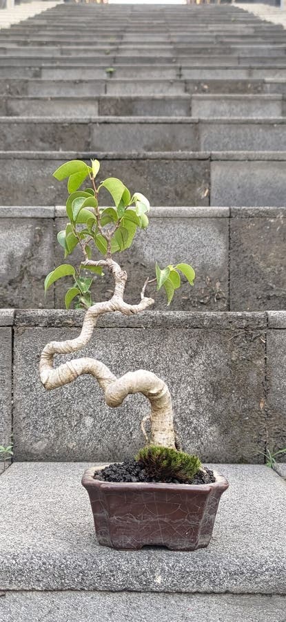 Fiscus Benjamina on Stone Stairs of Temple Stock Image - Image of leaf ...