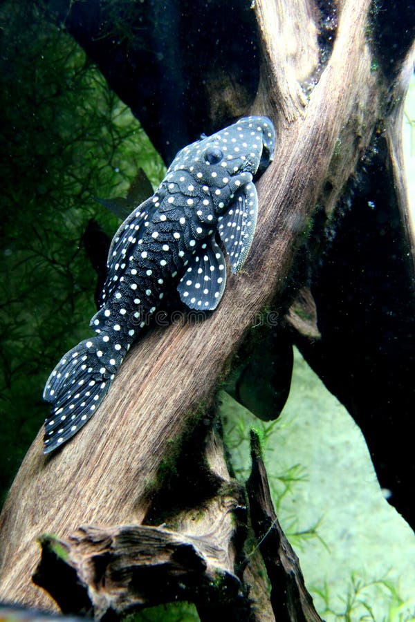 From the Abyss stock image. Image of chchlid, african - 1432943