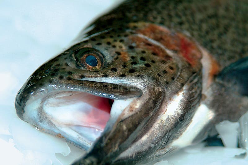 Fish Troat Stock Photos - Free & Royalty-Free Stock Photos from Dreamstime