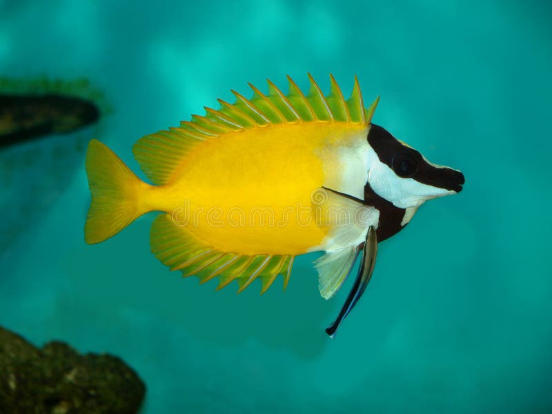 Clown Fish, Blue Water, Coral Reef - Red Sea Anemo Stock Image - Image ...