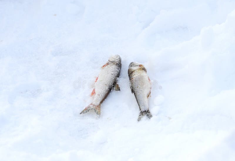 Fish stock photo. Image of marine, aquatic, cold, fishing - 13141874