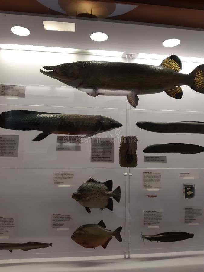 Fish editorial stock photo. Image of history, fish, england - 132294053