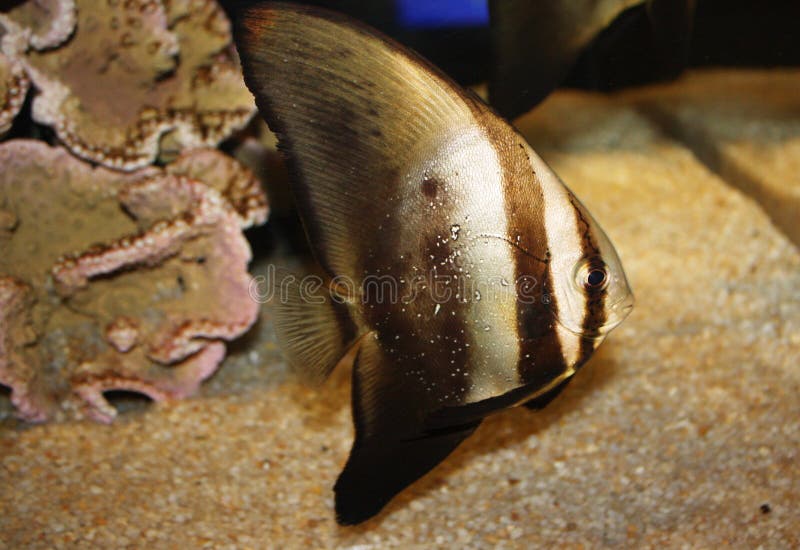 Fish stock photo. Image of tropical, corals, nature, triangular - 13435296