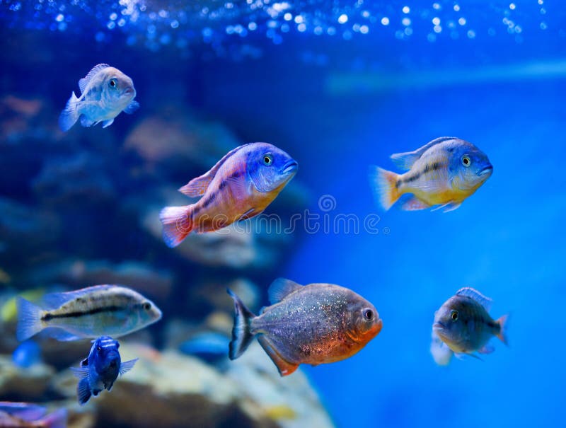 Wild Non Saltwater Fish Stock Photos - Free & Royalty-Free Stock Photos ...