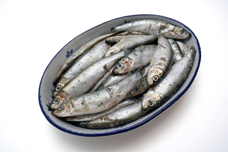 2,132 Pilchard Fish Stock Photos - Free & Royalty-Free Stock Photos ...