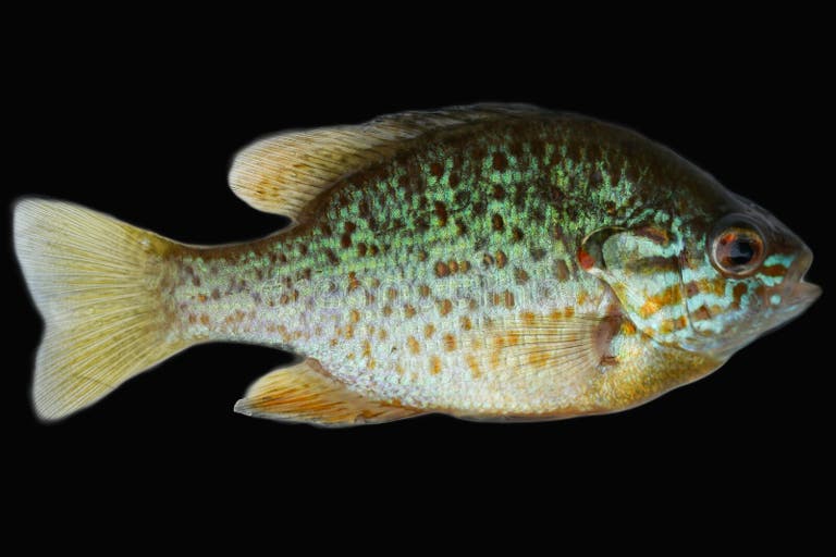 354 Panfish Stock Photos - Free & Royalty-Free Stock Photos from Dreamstime