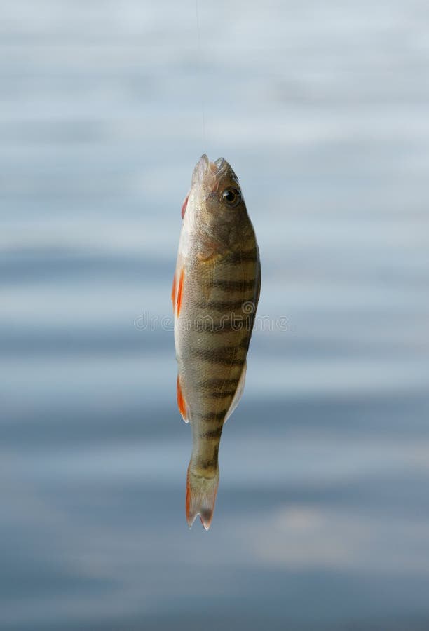 Fisherman and fish hooked stock image. Image of outline - 6146887