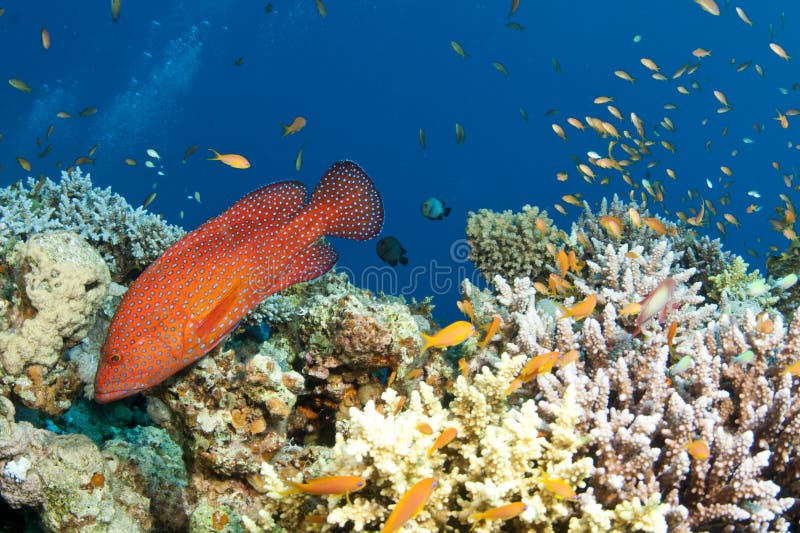 Fish stock photo. Image of colorful, bright, turquoise - 16275432