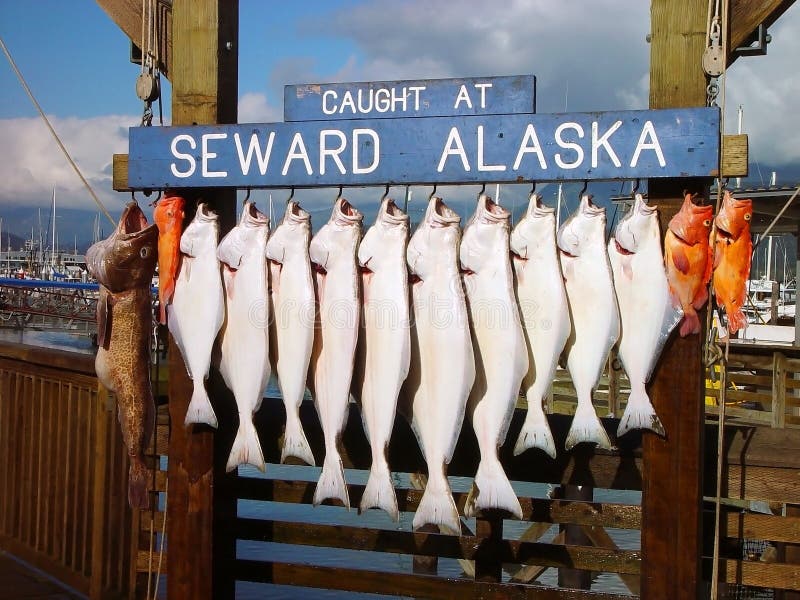 Alaskan fish stock image. Image of quay, caught, halibut - 11489633