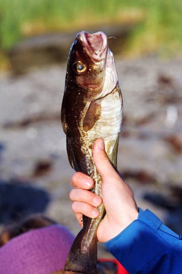482 Dead Cod Fish Stock Photos - Free & Royalty-Free Stock Photos from ...