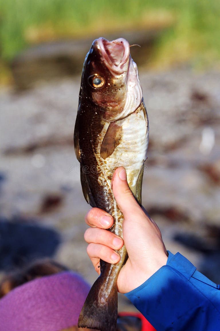 482 Dead Cod Fish Stock Photos - Free & Royalty-Free Stock Photos from ...