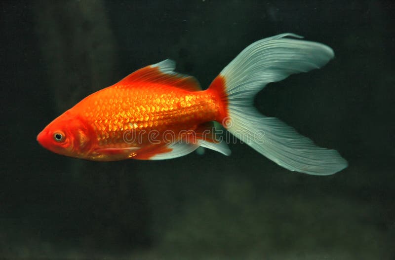 Fish stock image. Image of fish, tail, water, depth, ocean - 165323