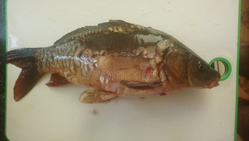 Fish and fish stock image. Image of carp, karp, fish - 169207303