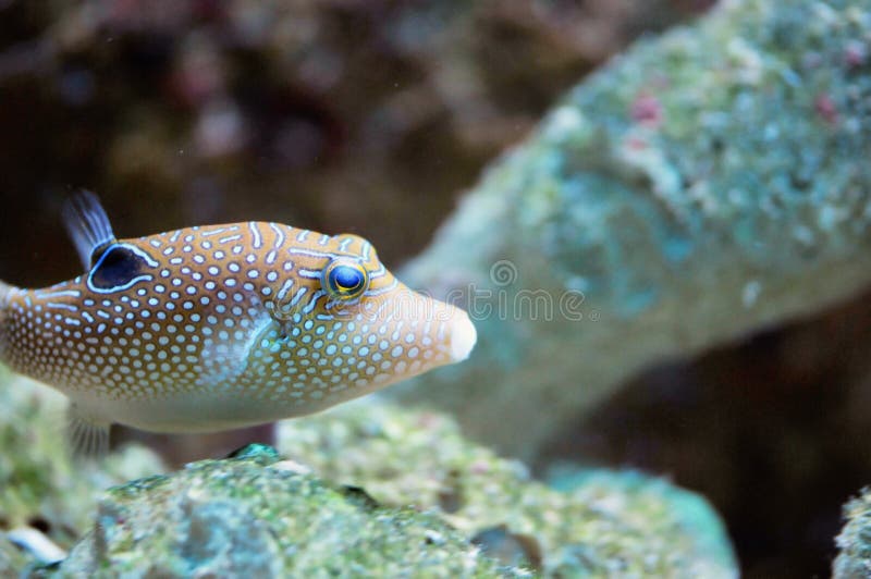 Trigger Fish stock image. Image of puffer, catfish, shark - 2311473