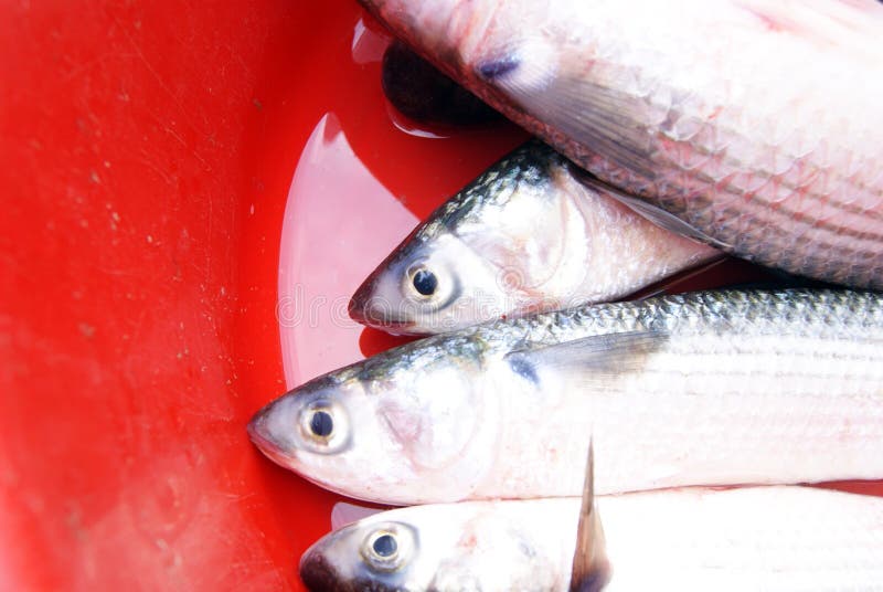 Fish stock image. Image of love, fresh, catch, stocking - 17775155