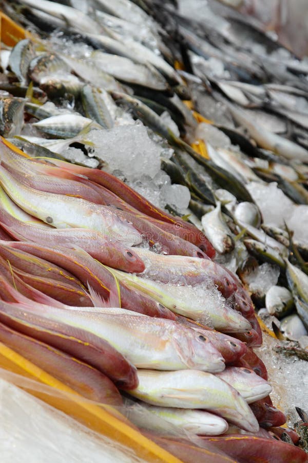 Fish stock photo. Image of fresh, kerisi, food, business - 18055916