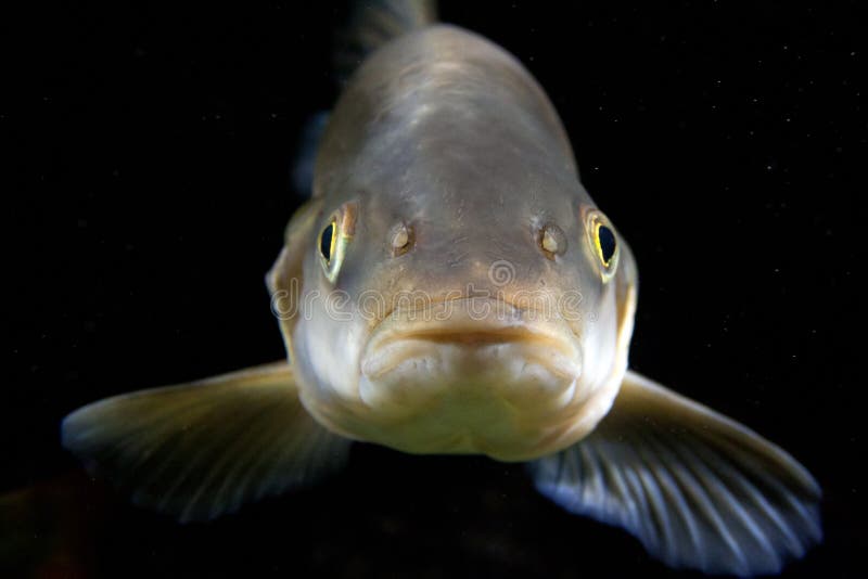 Fish stock image. Image of underwater, marine, grey, aquatic - 18080071