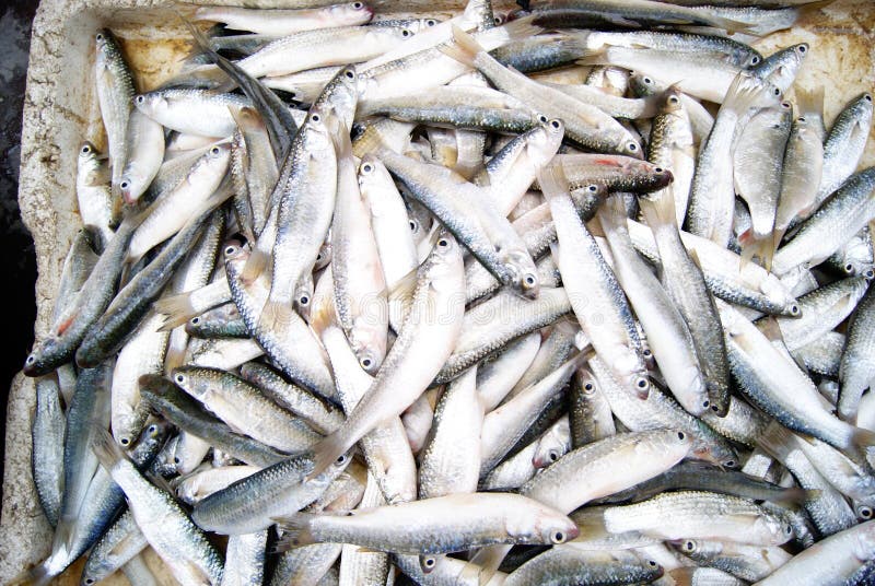 Fish stock photo. Image of trading, fish, fresh, water - 18344318