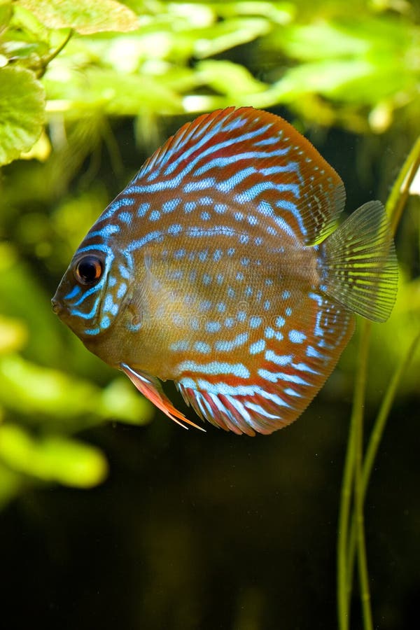Discus fish stock photo. Image of kudelya, tropical, blue - 772452