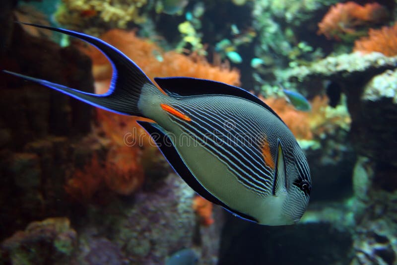 Queen Angelfish stock photo. Image of scuba, underwater - 242266