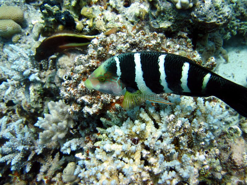 Blue striped fish stock image. Image of animal, striped - 20115379