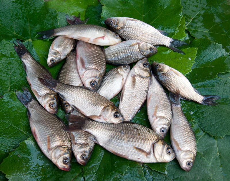 Fish stock photo. Image of tasty, leaves, meals, grey - 21037586