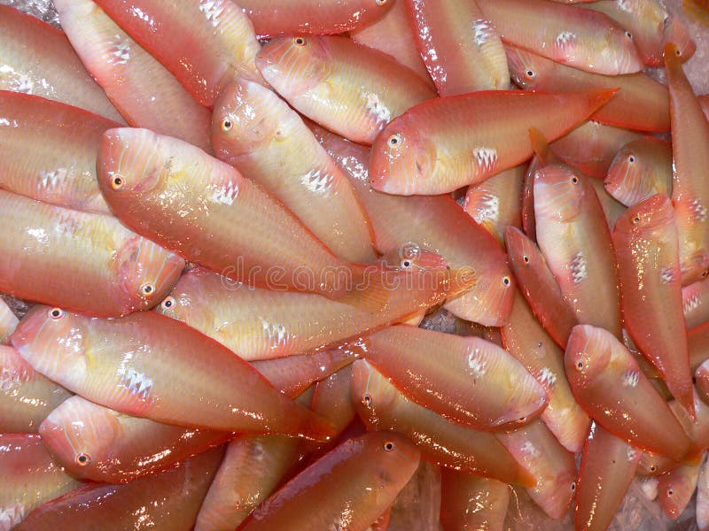 Fish stock image. Image of pink, water, fisher, boat, aquarium - 213605