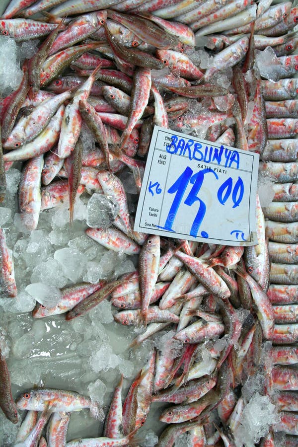 Fish stock photo. Image of seafood, bazaar, food, animal - 22111688