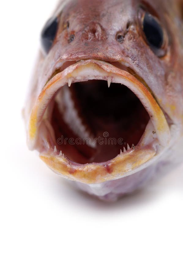 Big Extinct Fish Fossil Stuck in the Rocks for Millions of Years Stock ...