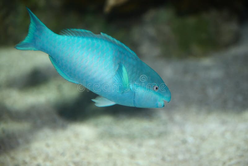 Blue water stock photo. Image of colors, background, park - 3594674