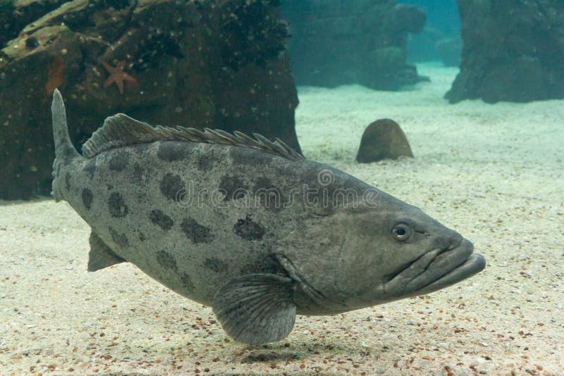 The Catfish (Silurus Glanis). Stock Photo - Image of adventure, catfish ...